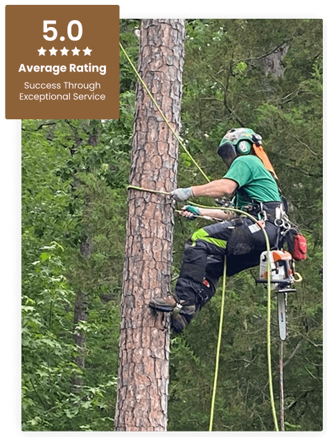 Tree Service | NC Trees and More | Raleigh | Durham | Chapel Hill